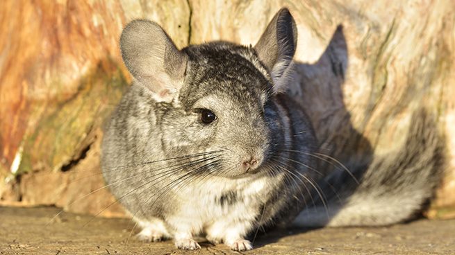 chinchilla – het diertje van de dag