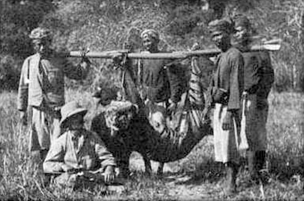 Balinese tijger – het diertje van de dag