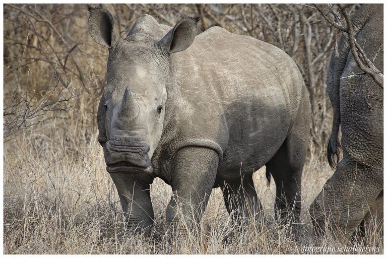 witte neushoorn – het diertje van de dag