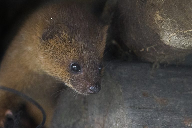 Siberische wezel – het diertje van de dag