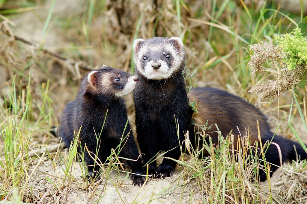 bunzing – het diertje van de dag