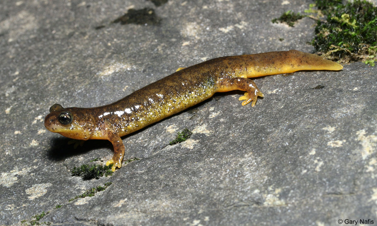 Californische bergsalamander – het diertje van de dag