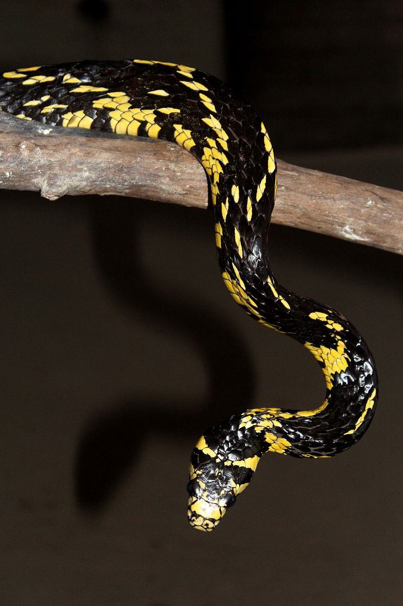 kippenslang – het diertje van de dag