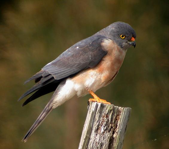 Afrikaanse sperwer – het diertje van de dag