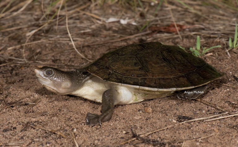 Australische bijtschildpad – het diertje van de dag