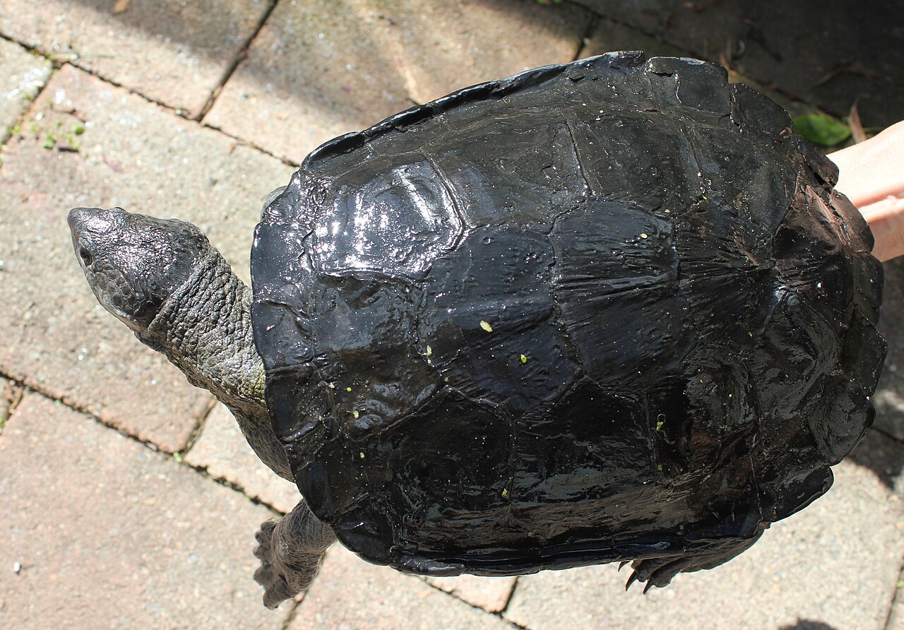 Australische bijtschildpad – het diertje van de dag