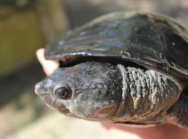 Australische bijtschildpad – het diertje van de dag