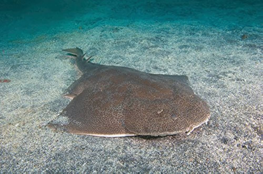 Japanse zee-engel – het diertje van de dag