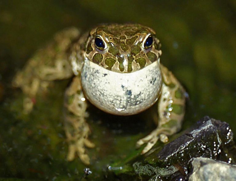 groene pad – het diertje van de dag