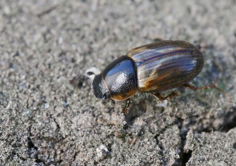 zwervende mestkever – het diertje van de dag