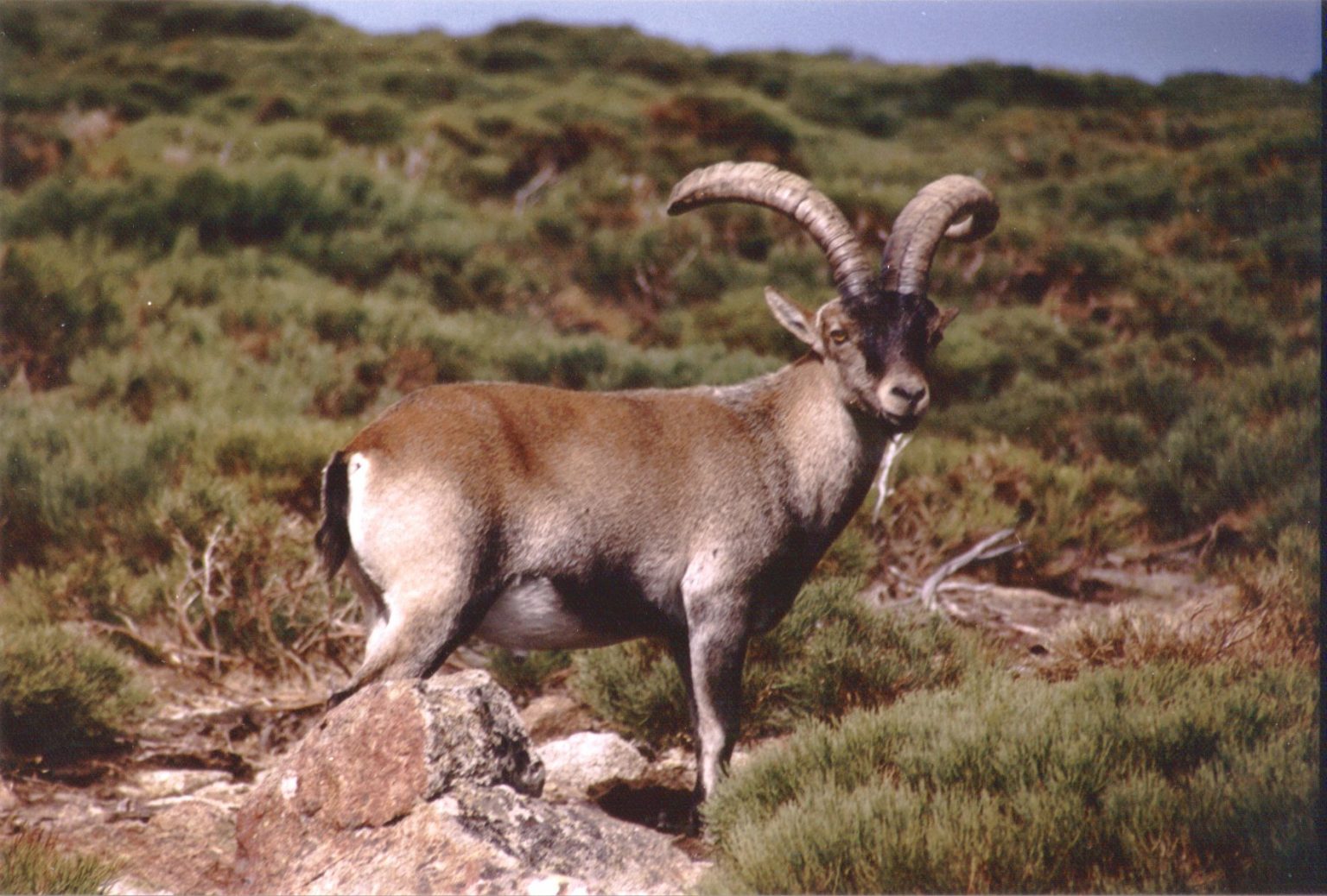 Spaanse steenbok – het diertje van de dag