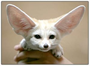 woestijnvos – het diertje van de dag