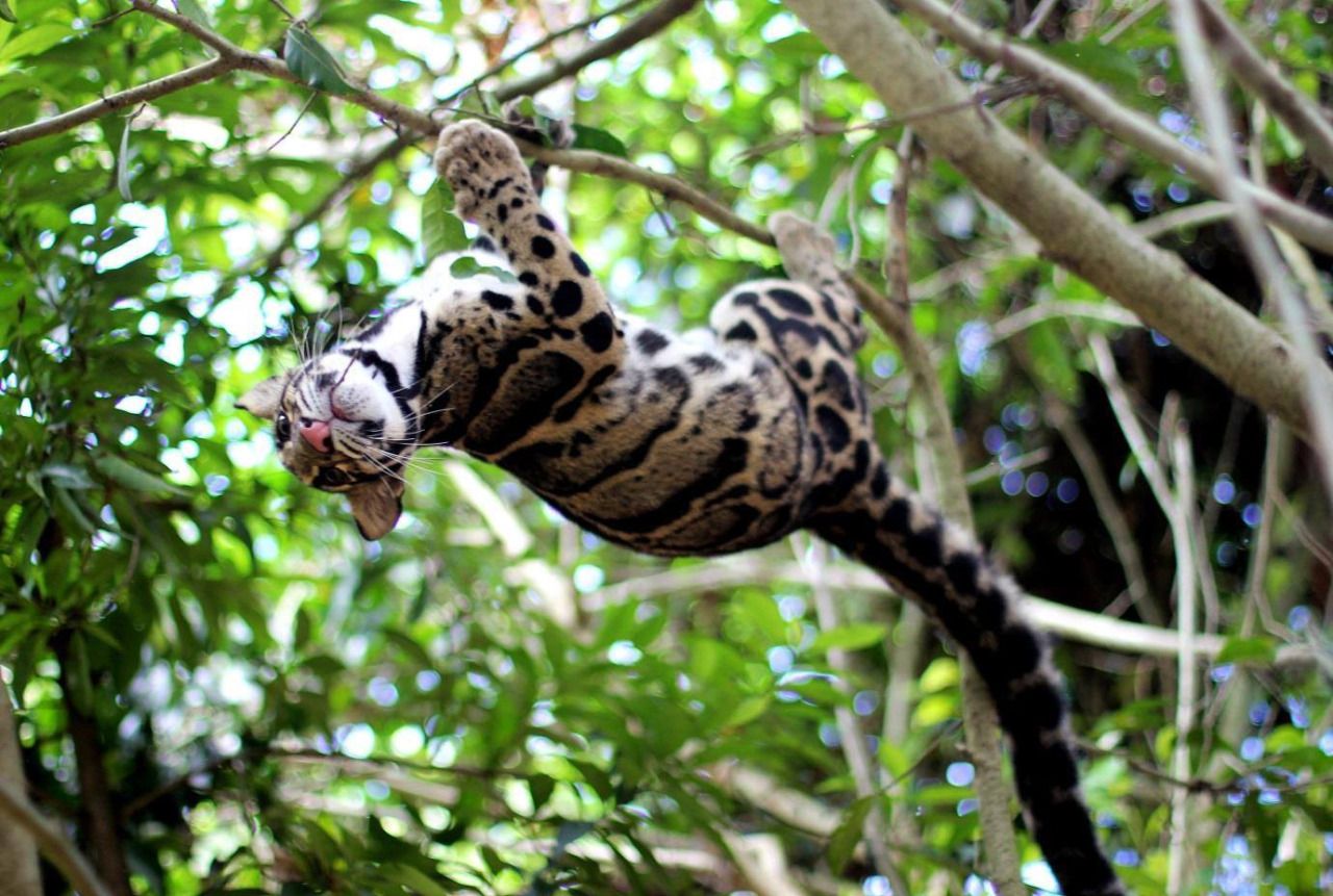 margay – het diertje van de dag