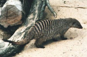 mangoesten – het diertje van de dag